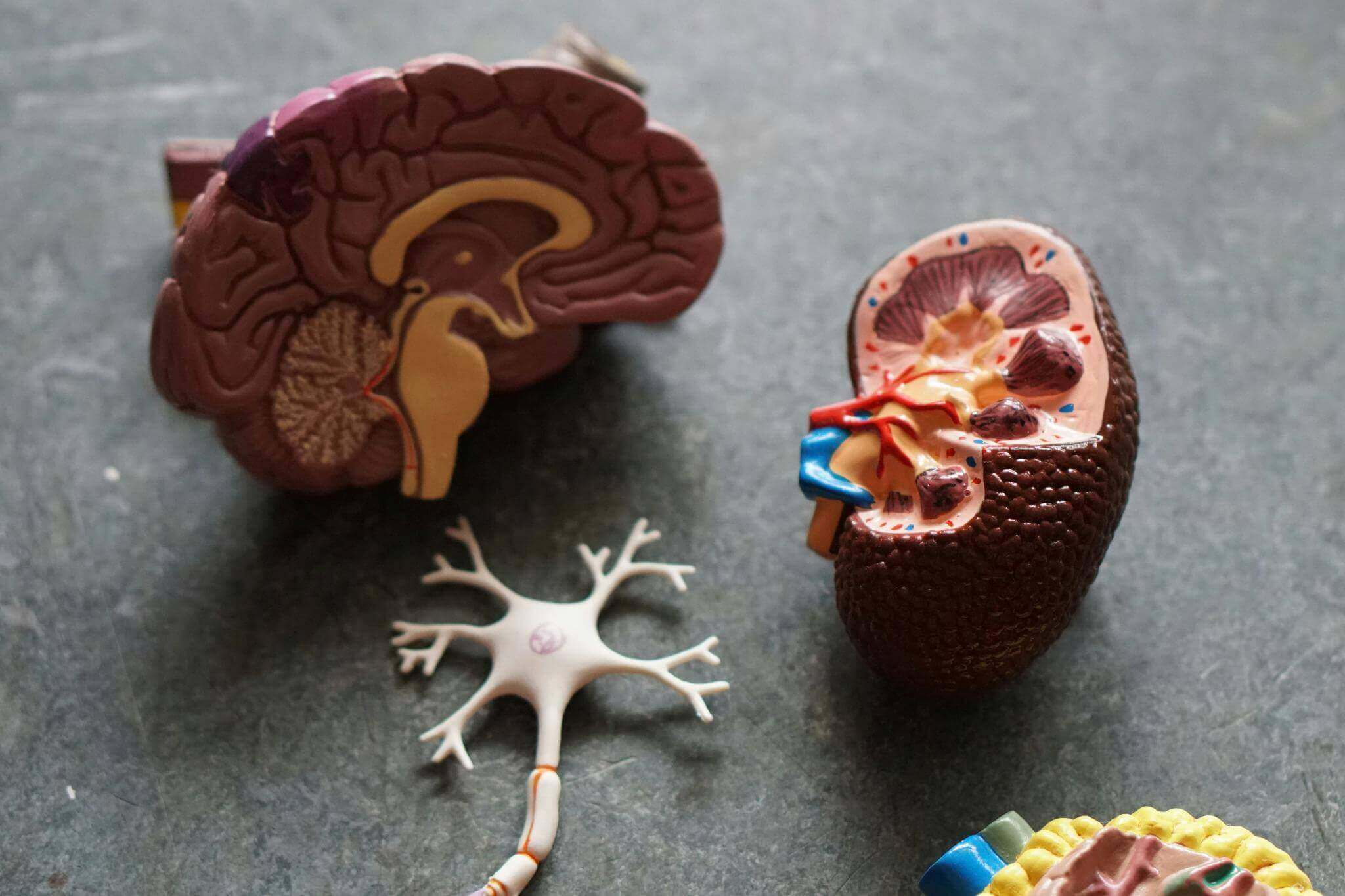 Alzheimer’s and Dementia FAQ - Dr. Goodenowe